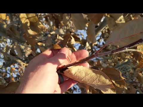 Why Is My Apple Tree Losing Leaves In The Summer