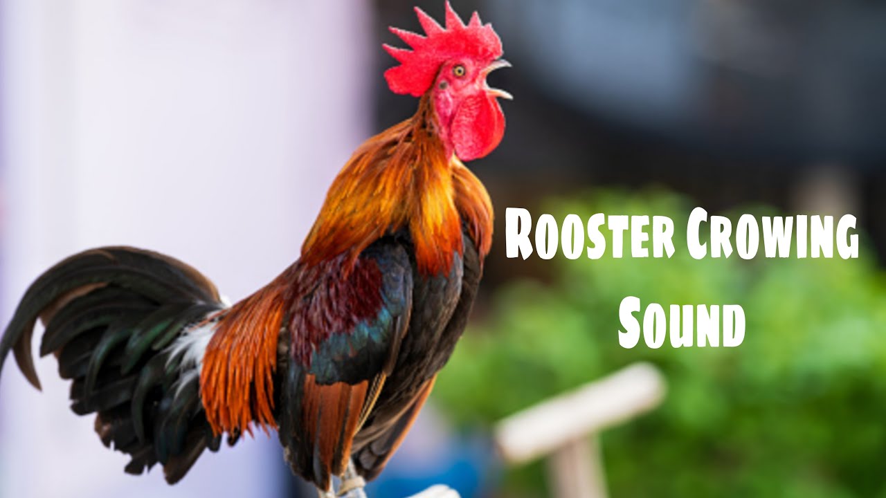 Rooster Crowing Sound Effect HD 4k... - YouTube