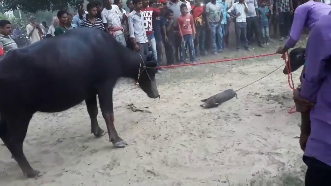 BUFFALO KILL PIG/# DESI MASTI /JANAKPUR MELA/MELA IN DIPALWALI - YouTube