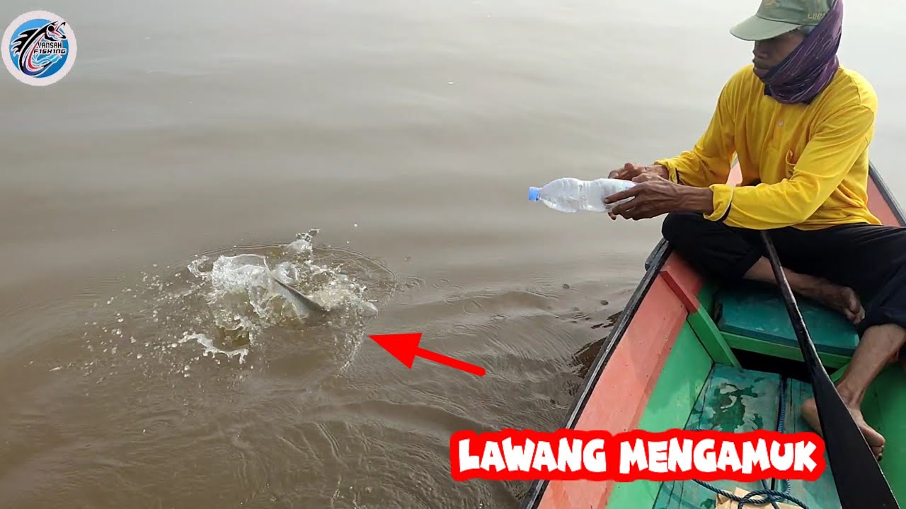 IKAN LAWANG MENGAMUK HABIS MAKAN WADAI GABIN - YouTube