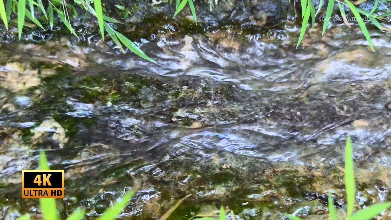 Super Pure Trickling Water Sounds Nature Sounds Of A Forest River For