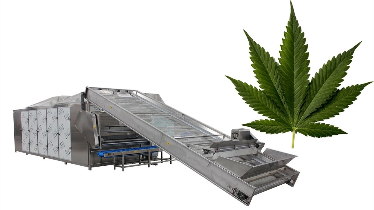 How to Dry Hemp for CBD | Hemp Drying Machine | Hemp Drying Systems ...