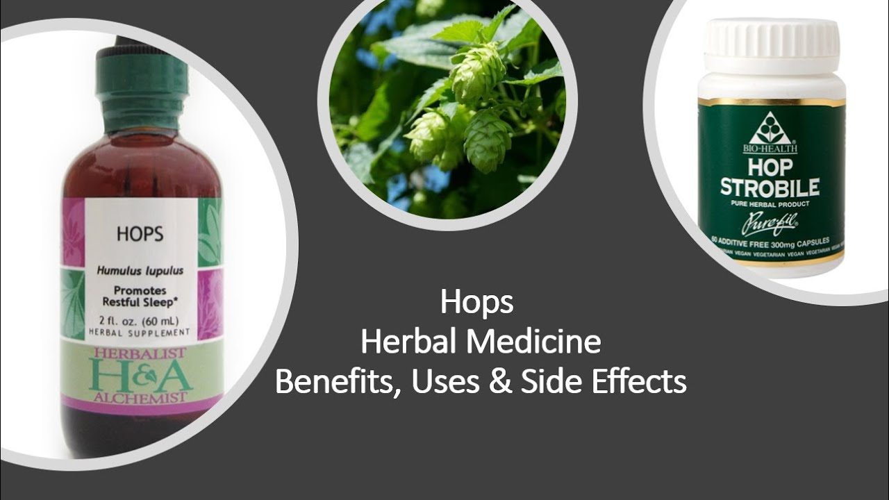 Hops - Herbal Medicine - Benefits, Uses & Side Effects - YouTube