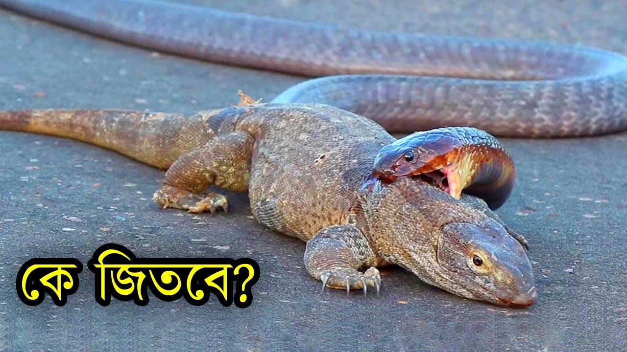 দেখুন কিভাবে সবথেকে ভয়ংকর বিষাক্ত সাপ খায় গুইসাপ | Poisonous Snake vs ...