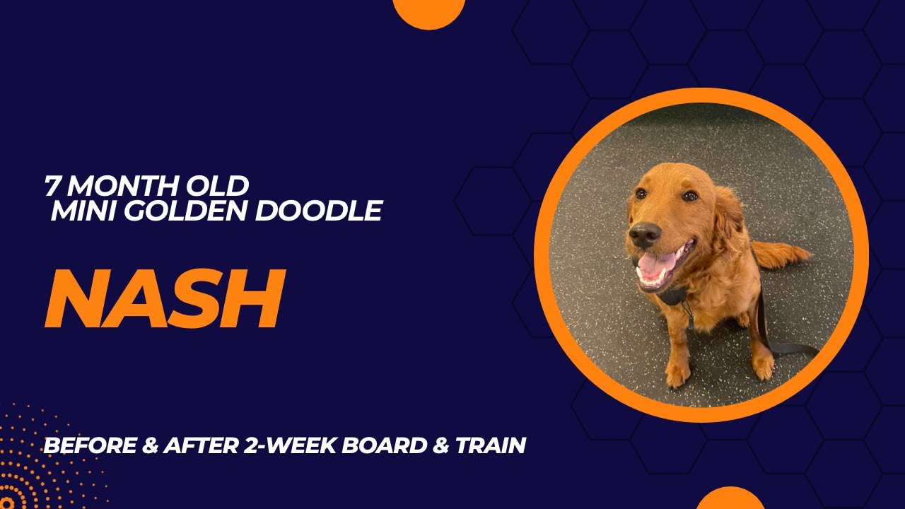 7 Month Old Mini Golden Doodle “Nash” Before/After Video | 2-Week Board ...