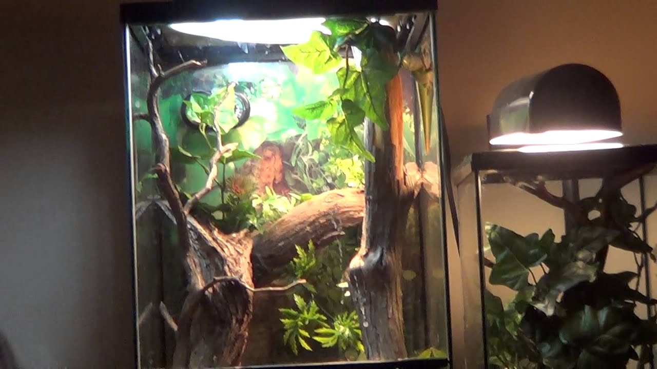Giant day gecko care - YouTube