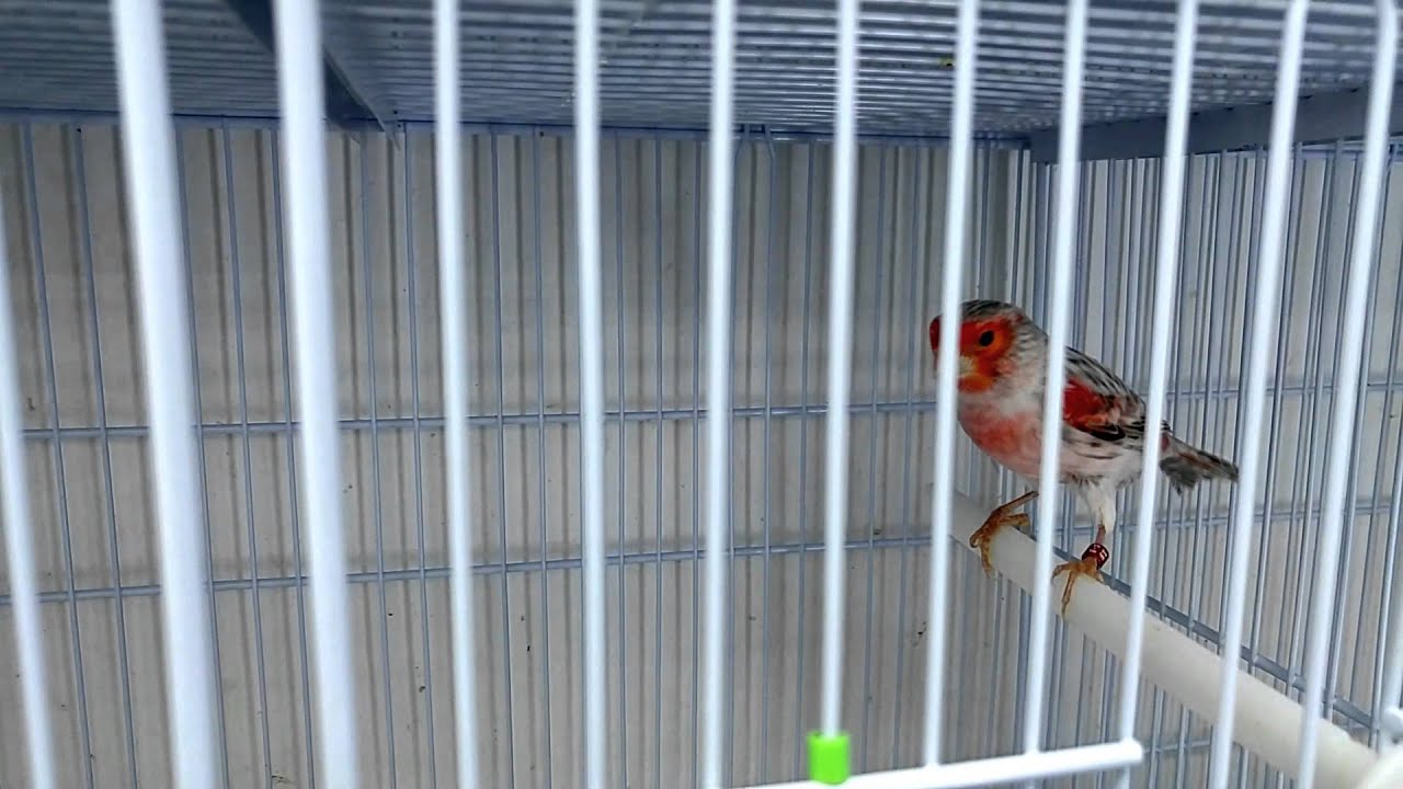 Explore the Vibrant World of Red Lipochrome Mosaic Males at NorthWest ...