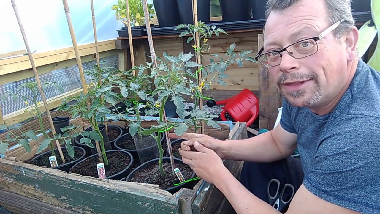 Tomato Guru!!! Tomato Care Continued Plus a new home for TITTY MELONS ...