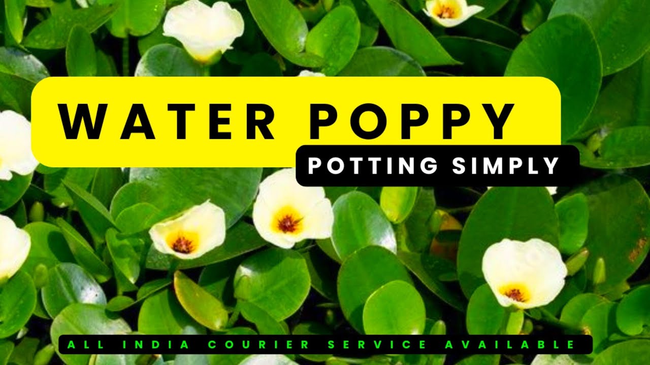 Water Poppy / How to grow water poppy / water poppy care and ...