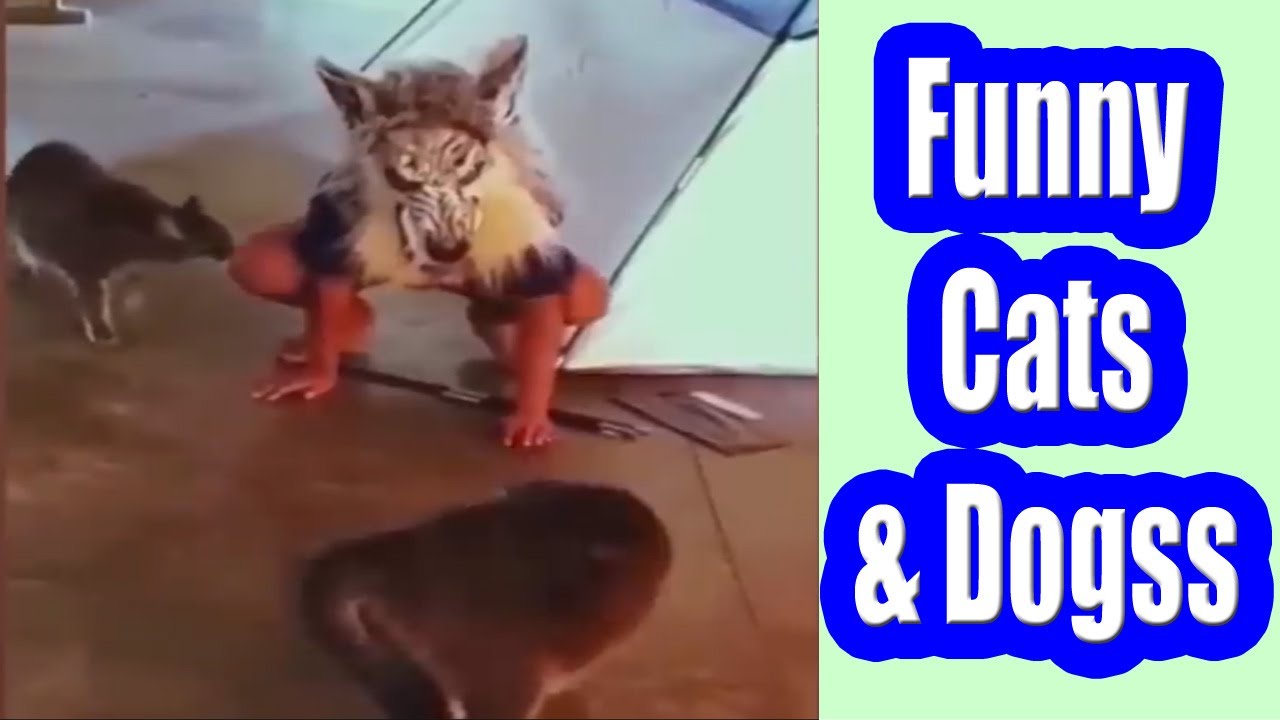 "The Purrfectly Hilarious Antics of Cats and Dogs: A Laugh-Out-Loud ...