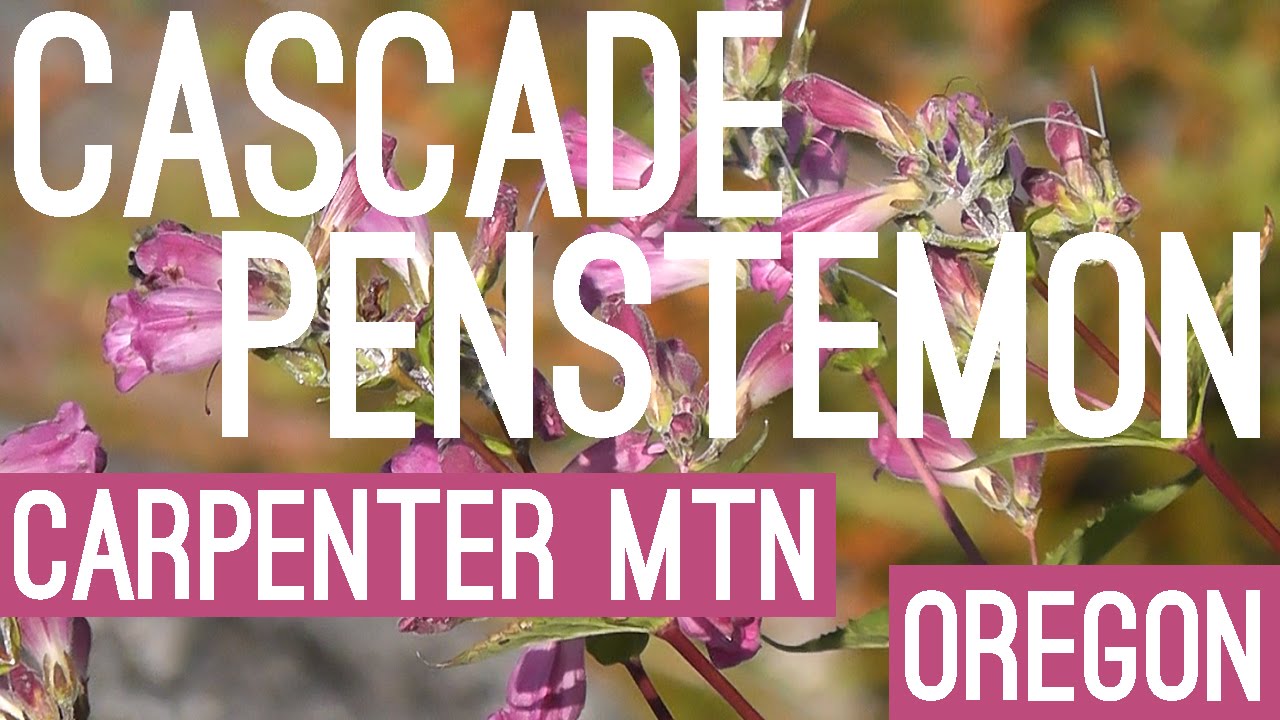 Cascade Penstemon (Penstemon serrulatus), Carpenter Mtn, Oregon, USA ...