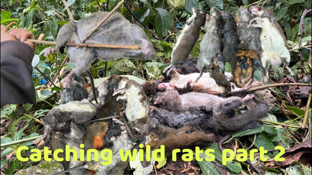 Catching wild rats 🐀 part 2 with primitive hunting traps in arunachal ...