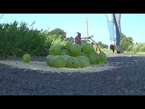 Walkover Grape Crush