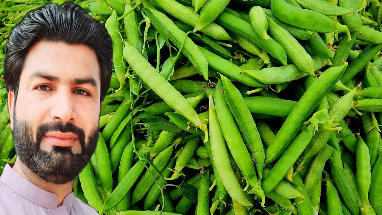 Matar Ki Tiyar Fasal🫛 - YouTube