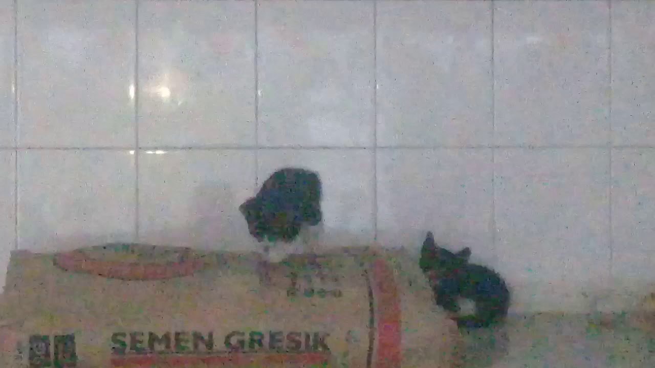 Kucing kucing bertarung satu sama lain - YouTube