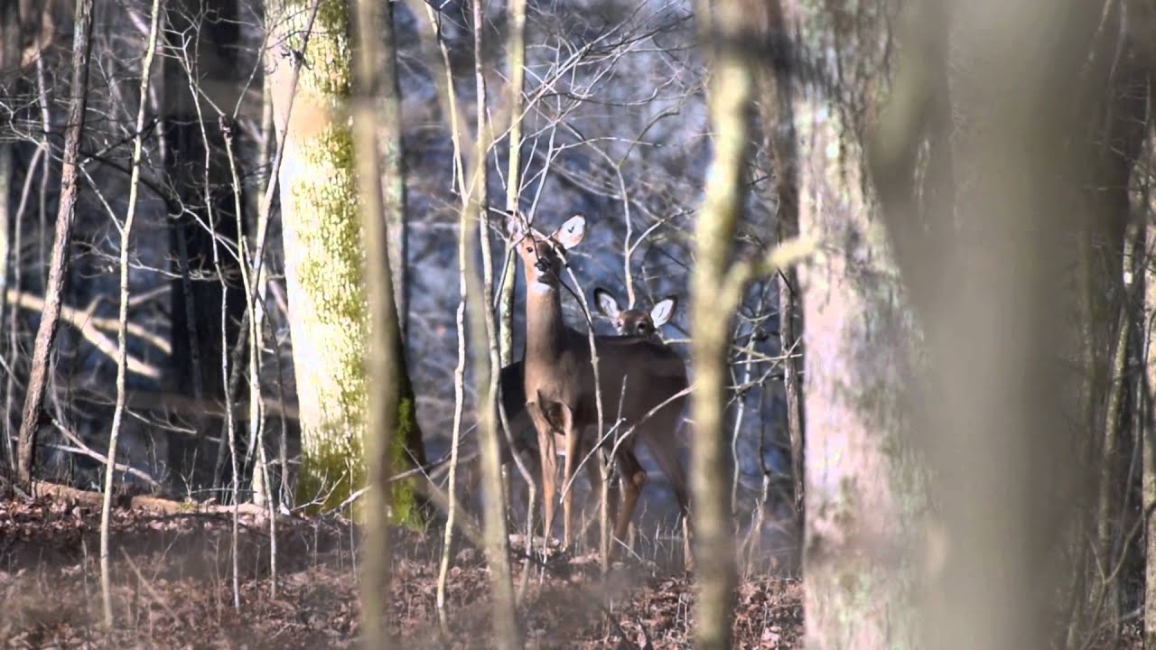 Tom Dorman State Nature Preserve - YouTube