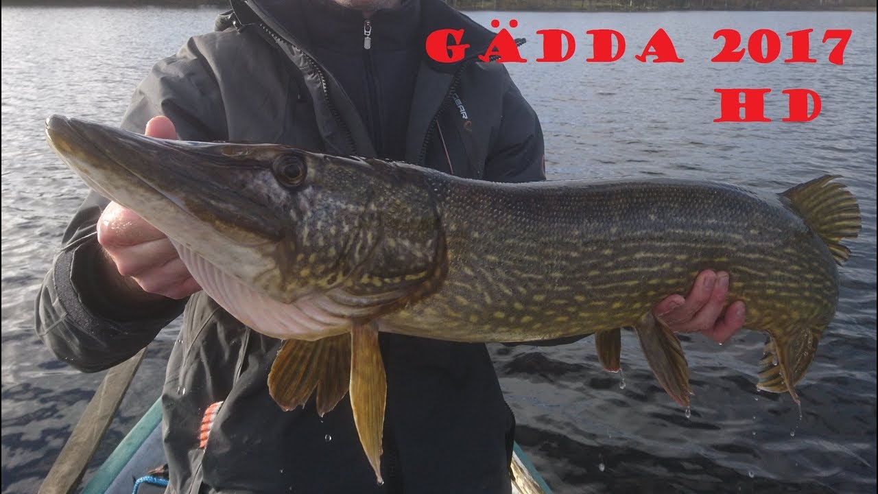 Gädda 2017 HD - YouTube