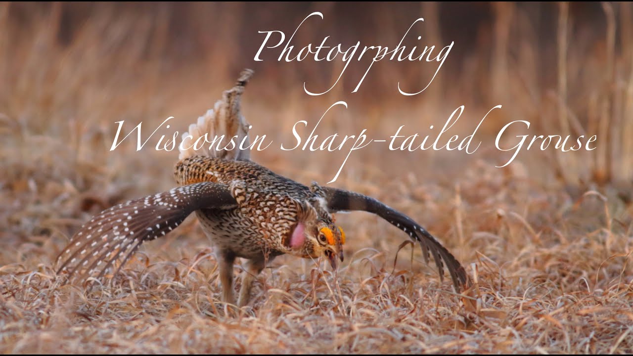 Wildlife Photography - The Mating Dance of the Sharp-tailed Grouse - YouTube