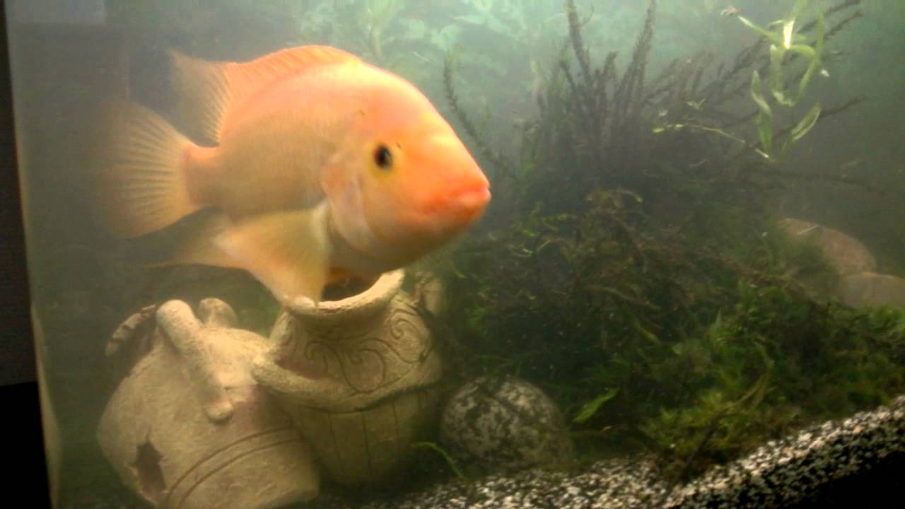 Johnny the Fish! - YouTube
