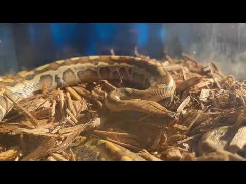 Baby Bangka Island Blood Pythons at LLLReptile - YouTube