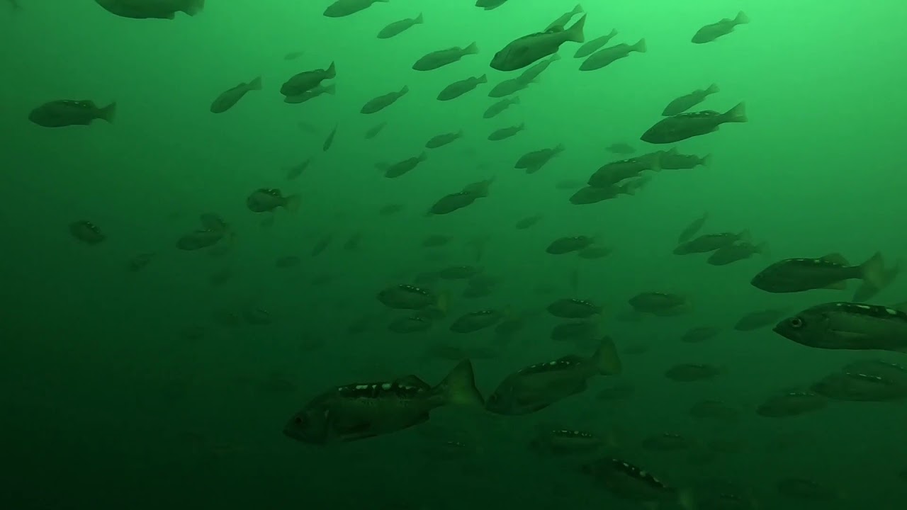 Yellowtail rockfish school - YouTube