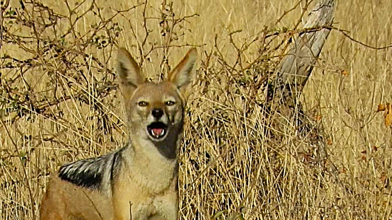 Black Backed Jackal Sound – Alarm Call Performance – Why? - Jackal ...