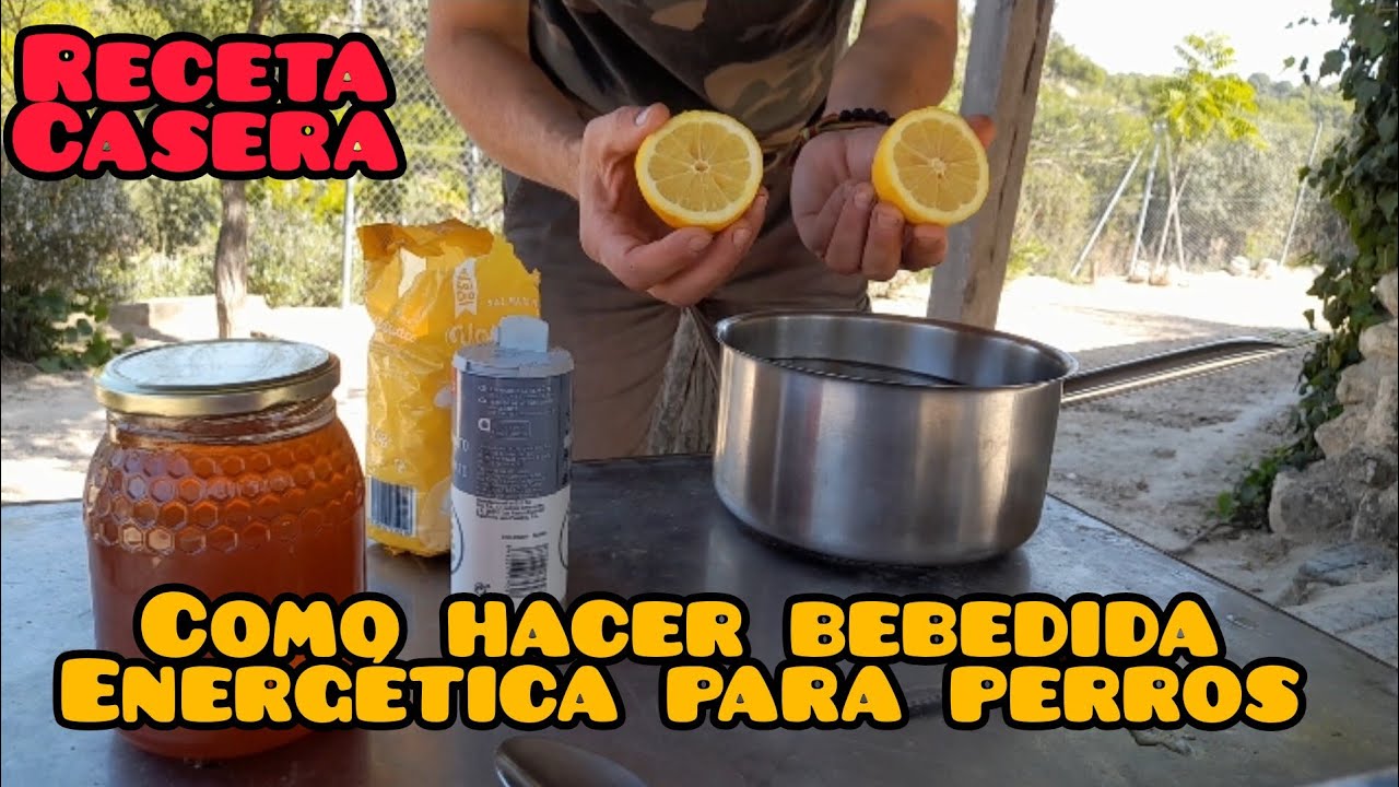 Como hacer bebida energética casera para perros. - YouTube