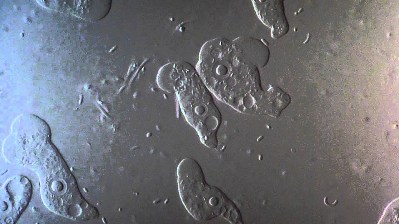 Amoeba limax - unicellular animal - YouTube