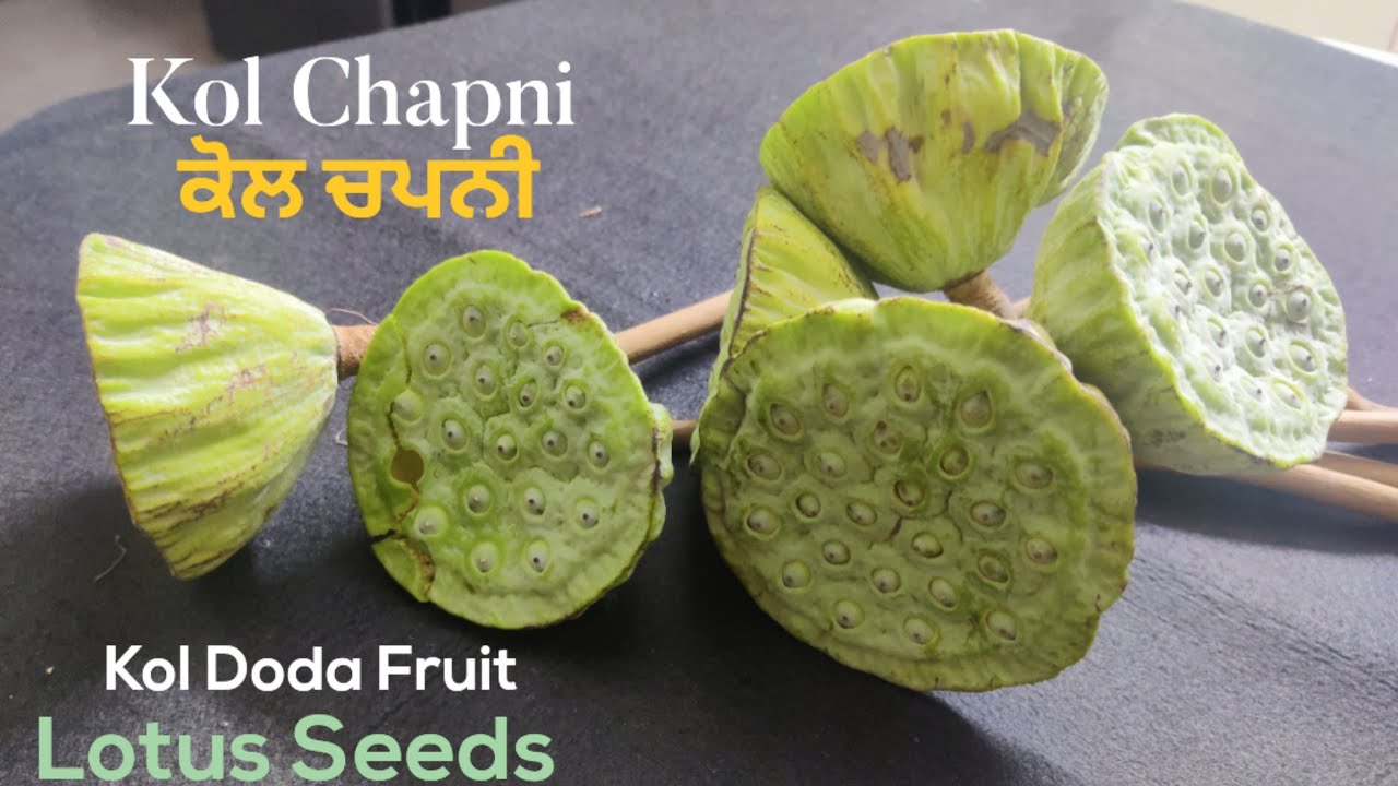 Chapni | Kol Chapni | ਅੰੰਮਿ੍ਤਸਰ ਦੀ ਮਸ਼ਹੂਰ ਕੋਲ ਚਪਨੀ | Kol Doda Fruit ...