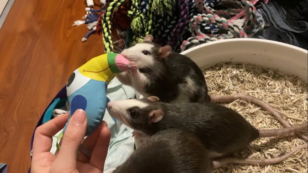 rats doing a little scurrying - YouTube