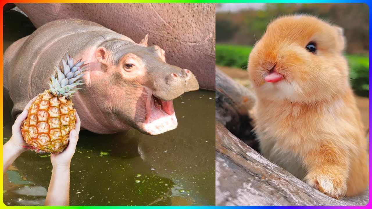 Cute And Funny Moments of Animals in Everyday Life 😍| Minimals Laught ...