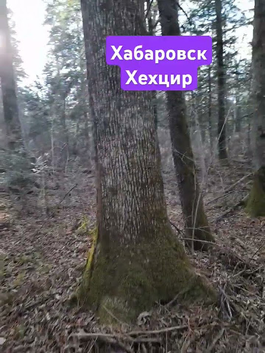 #хабаровск #хехцир - YouTube