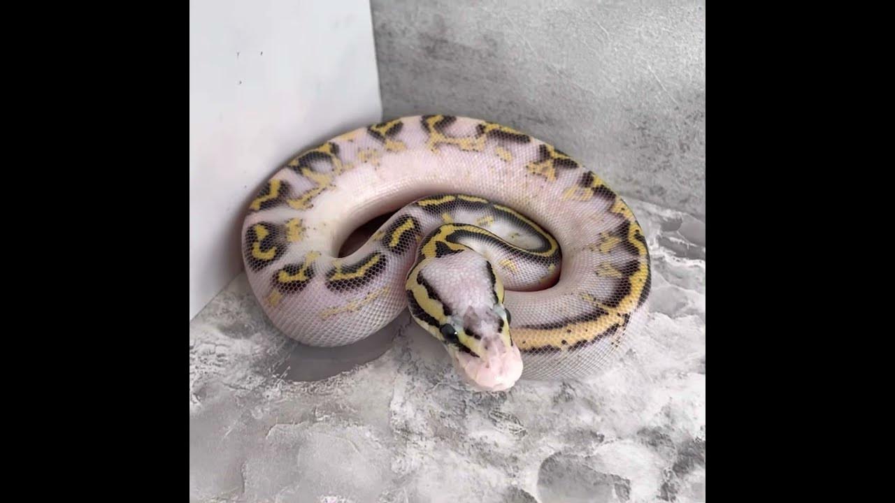 Super pastel freeway ball python - YouTube