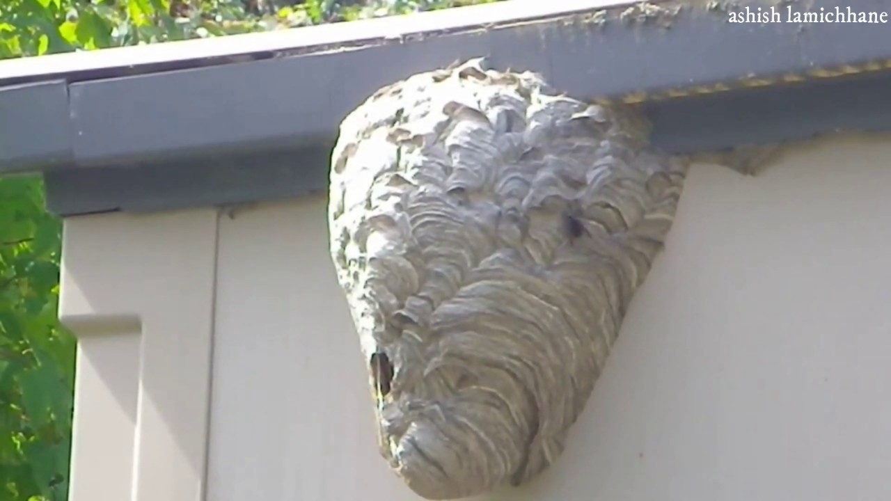 यसरी रातारात पोलिन्छ अरिङ्गाल || Hornet Hunters of Nepal , amazing ...