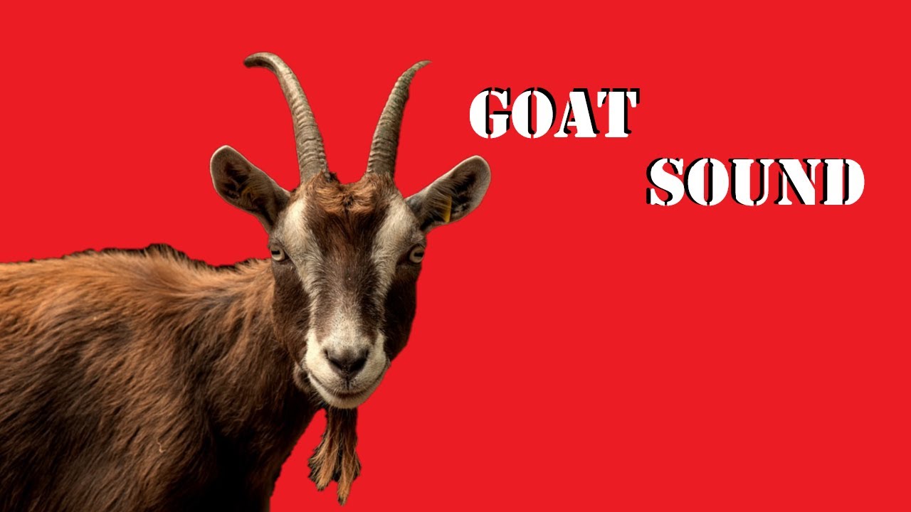 Goat Sound effect 🐐 - YouTube