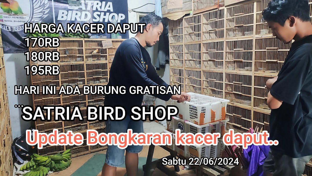 Update bongkaran kacer daput Satria bird shop Sabtu 22/06/2024 - YouTube