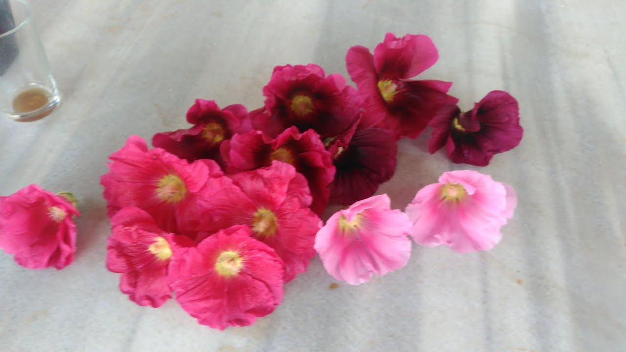 HATMİ ÇİÇEĞİNİN FAYDALARI NELERDİR? NİYE KULLANMALIYIZ? - YouTube