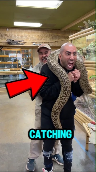 Catching a python is not that easy 😱 #animalfacts #wildlife #facts ...