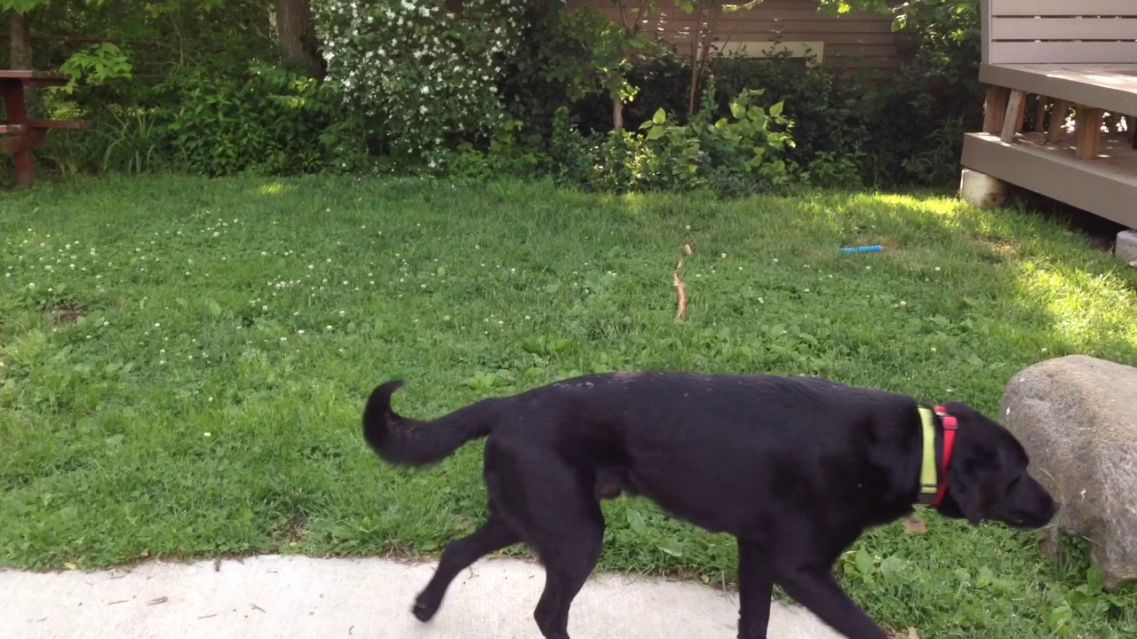 Mr. Non Stop-motion Dog - YouTube