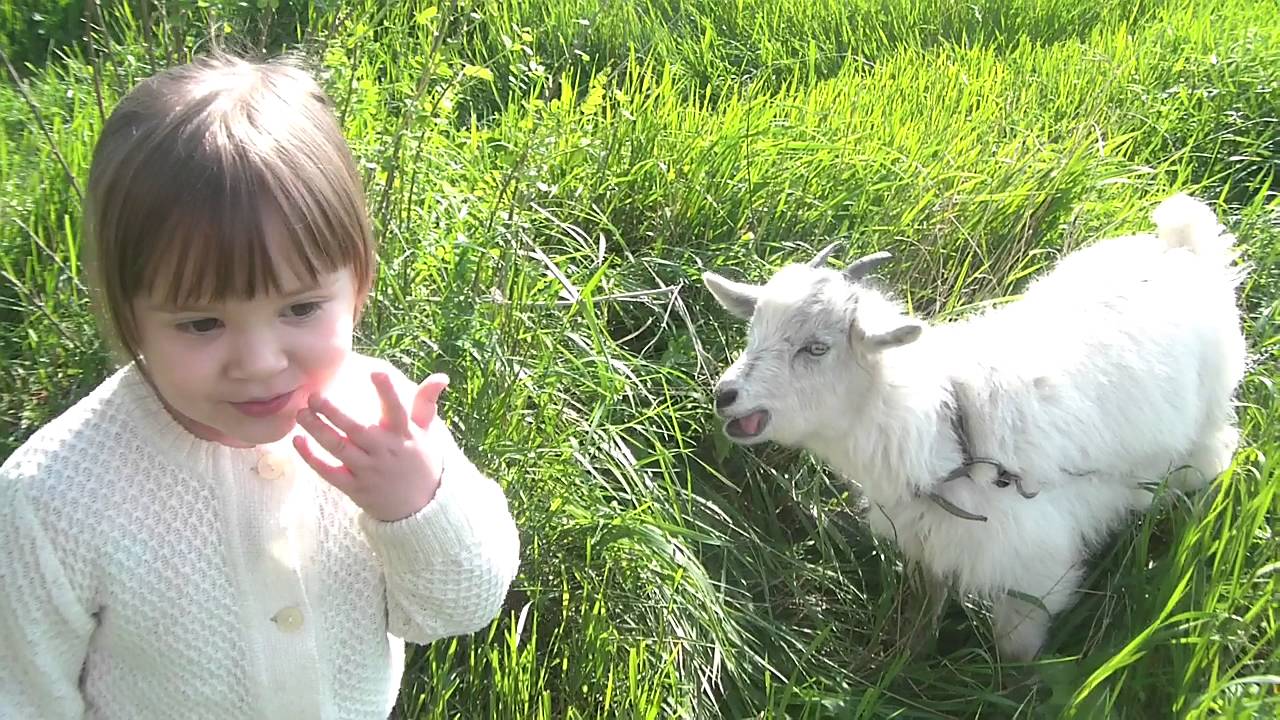 Угощаем коз домашним хлебом. We entertain goats homemade bread. - YouTube