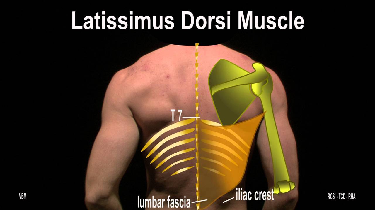 Surface Anatomy - Shoulder Girdle (2D) - YouTube