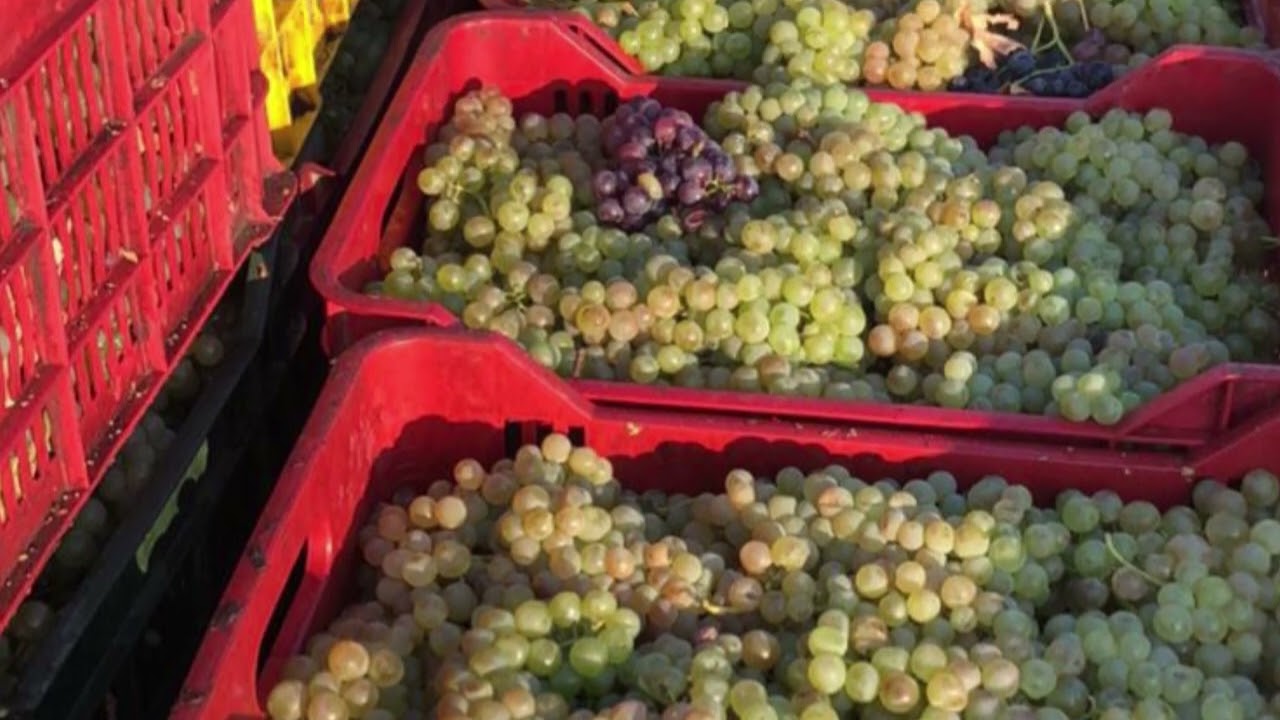 𝐏𝐔𝐁𝐋𝐈𝐂𝐈𝐓𝐀𝐓𝐄. 𝐀𝐍𝐔𝐍𝐓 𝐕𝐀𝐍𝐙𝐀𝐑𝐄 𝐒𝐓𝐑𝐔𝐆𝐔𝐑𝐈 𝐃𝐄 𝐕𝐈𝐍 - YouTube