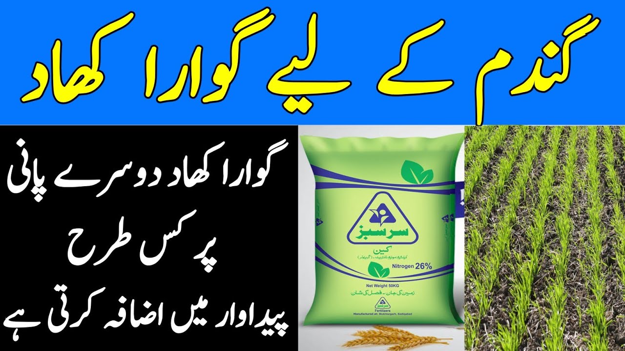CAN Fertilizer Application in Wheat crop at Second Irrigation |Urea ...