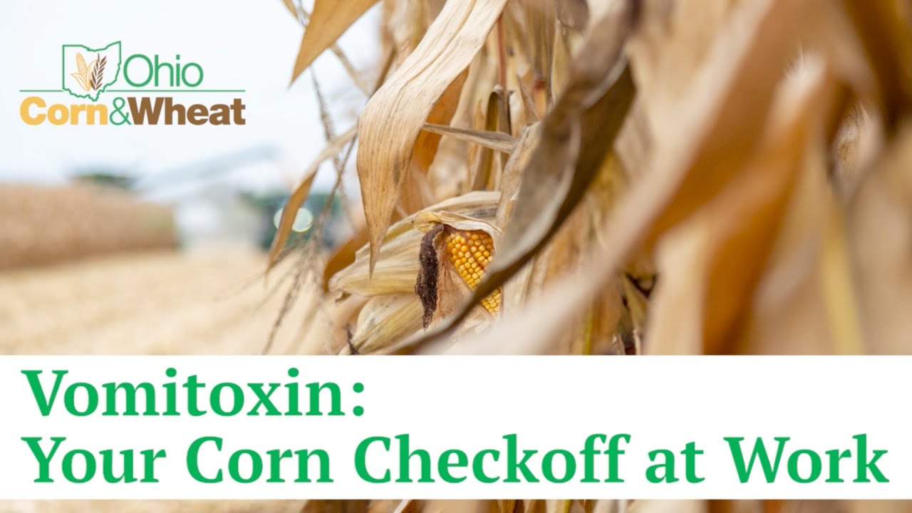 Vomitoxin in Ohio - June 2024 - YouTube