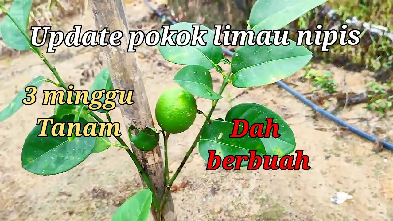 update pokok limau nipis. 3 minggu tanam dah berbuah - YouTube