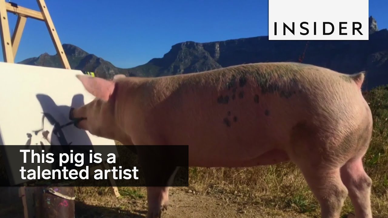 This pig was saved from slaughter, and then became a great artist - YouTube
