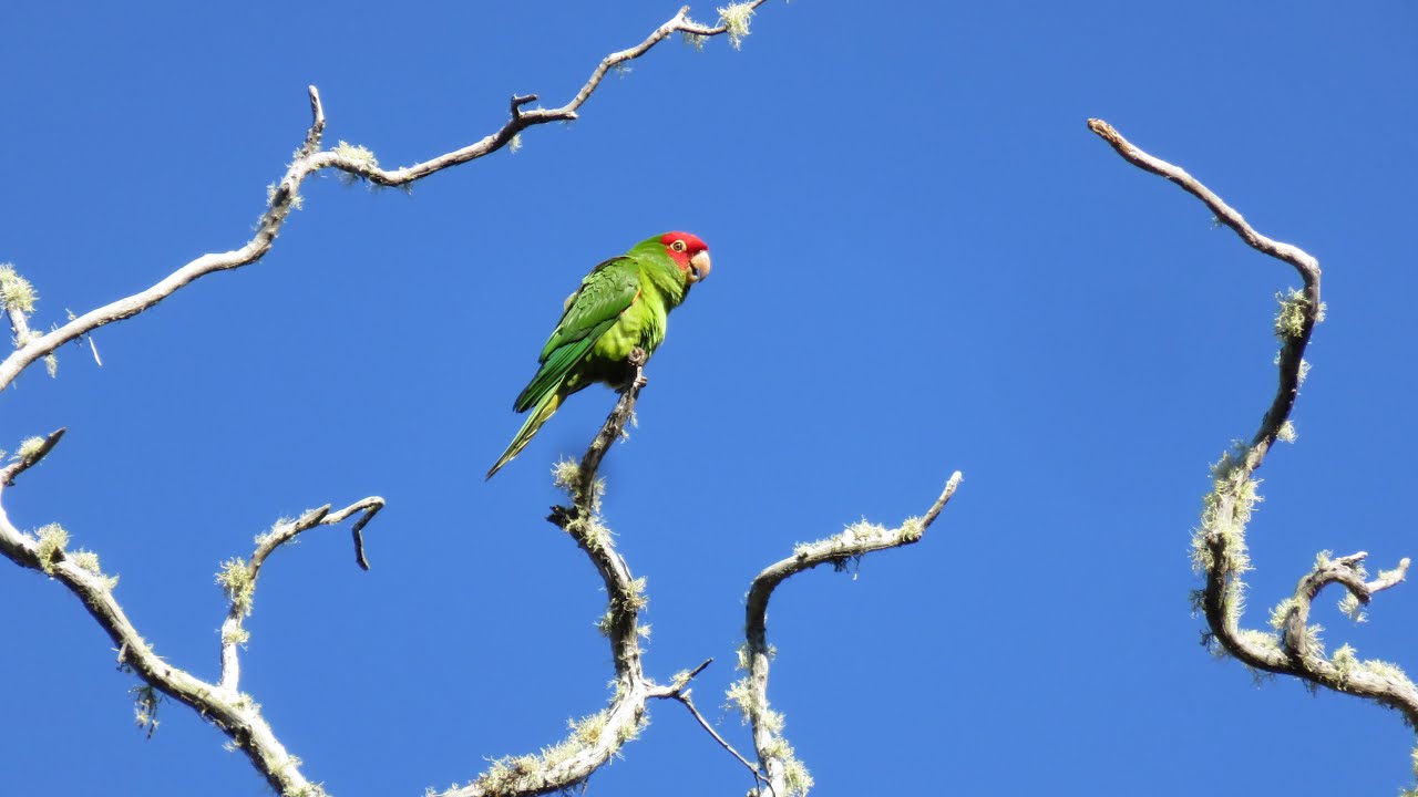Wild parrots in Hawaiian forest - YouTube