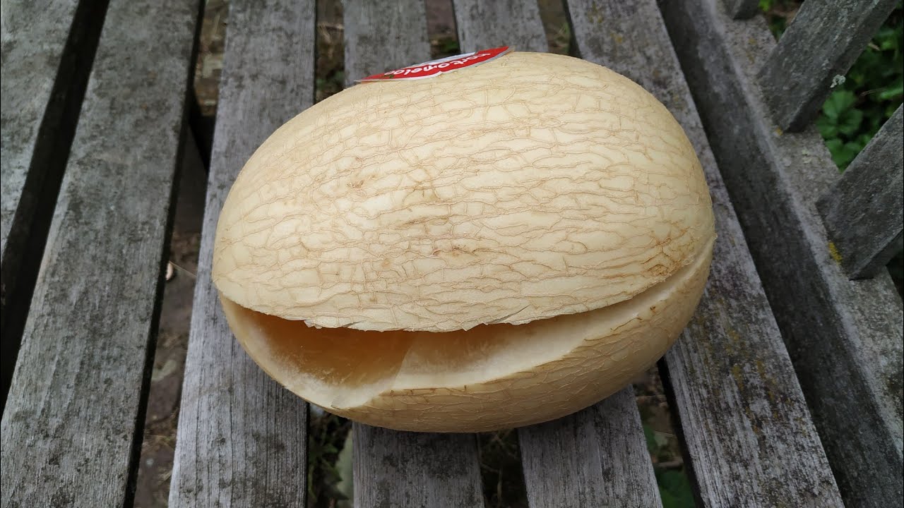 White Portuguese Ribatejo Melon (Cucumis melo) - YouTube