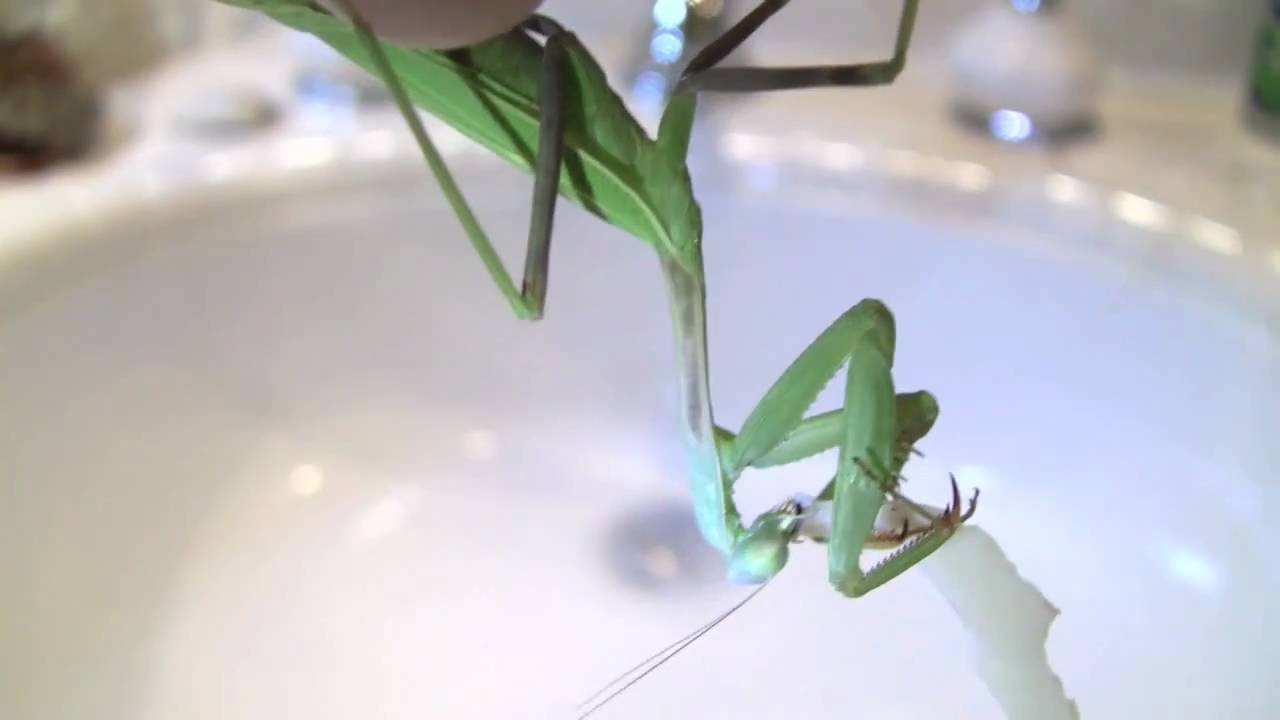 Praying Mantis Eating Turkey - YouTube