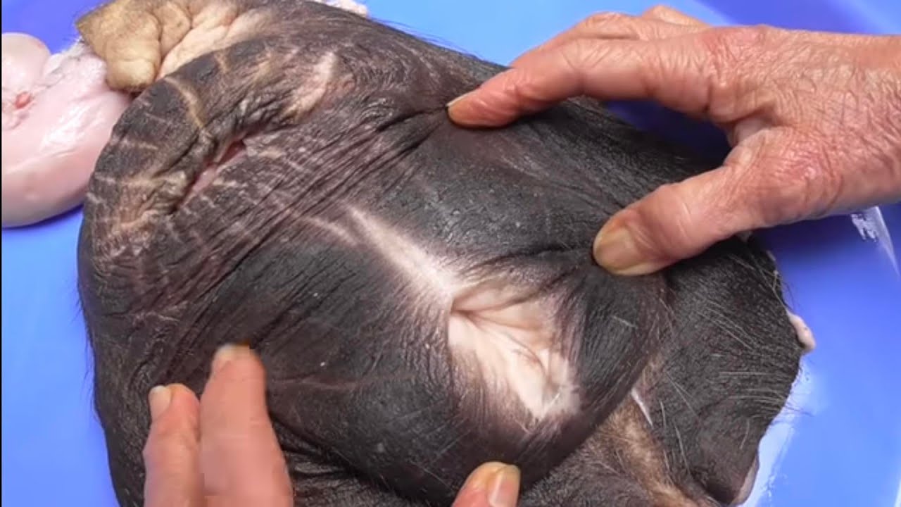 Cow Vagina as a Delicacy: A Unique Culinary Tradition - YouTube